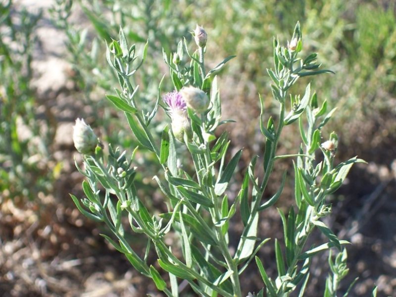 Land Stewardship - Idaho National Laboratory